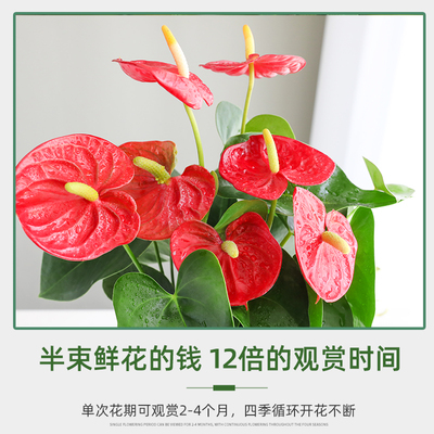 水培火鹤花绿植盆栽鸿运当头白掌室内客厅桌面花卉植物耐阴四季好