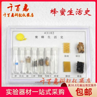 43102 蜜蜂生活史标本 初中高中生物实验器材 教学仪器