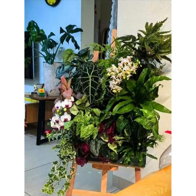 四孔种菜种花种植盒花盆户外工程室内绿化壁挂植物墙鸭脚--个