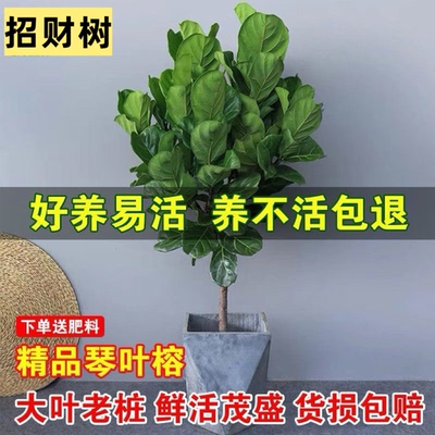 琴叶榕大型绿植室内客厅大叶真花盆栽老桩落地大号四季好养禄植物