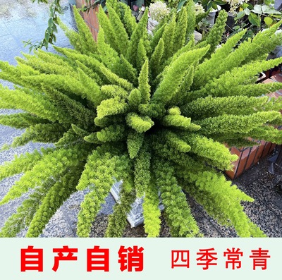 狐尾天门冬盆栽大苗阳台庭院地栽耐热四季常青多年生摆件绿植花卉