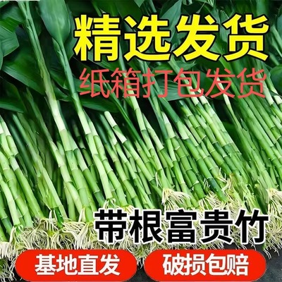 带根须富贵竹水竹客厅特大叶盆栽懒人水培办公室绿植防辐射好养活