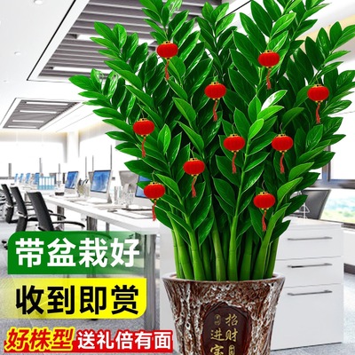 金钱树盆栽客厅大花盆室内办公室好养摇钱串子开业送礼招财绿植物
