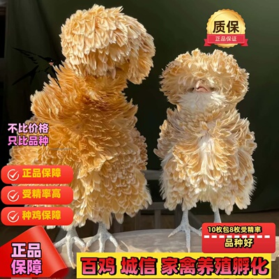 菊花头鸡苗翻毛帽子鸡种蛋可孵化观赏鸡受精蛋宠物鸡网红鸡活体