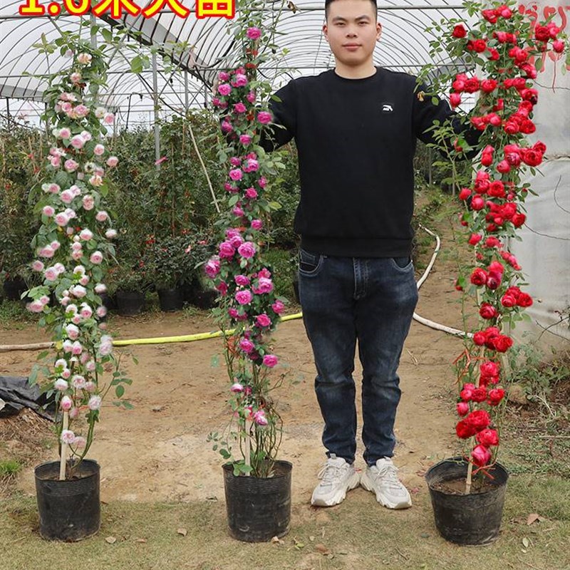 蔷薇藤本月季花苗特大花浓香型庭院四季爬藤植物盆栽阳台玫瑰爬墙