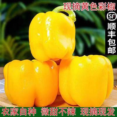 彩椒新鲜现摘山东灯笼椒圆椒黄椒柿子椒水果椒太空椒甜椒生吃不辣