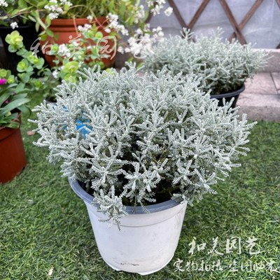 银香菊盆栽 绵杉菊 庭院阳台多年生银色系花镜植物 耐寒易打理