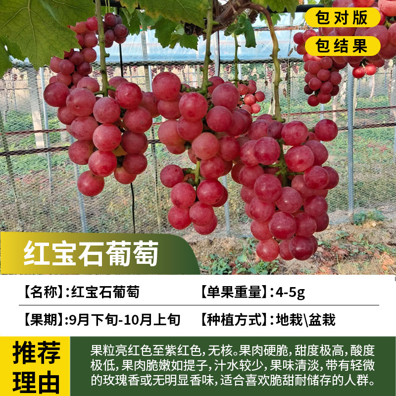 红宝石葡萄苗罗马圆叶南北方种植耐寒果树苗盆栽无籽爬藤当年结果