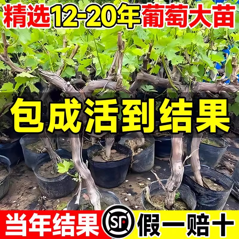 特大巨峰葡萄树苖带叶阳光玫瑰盆栽南方北方种植地栽爬藤葡萄树苗