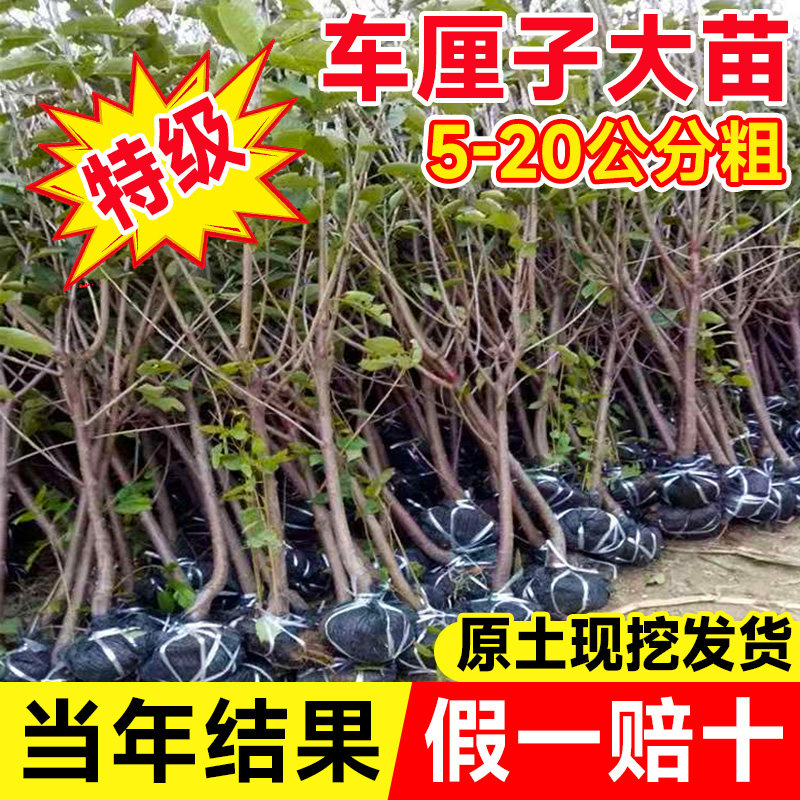 特大车厘子树苗正宗嫁接苗南北方种植大樱桃果树庭院盆栽矮化耐寒
