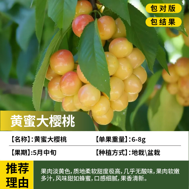 黄蜜樱桃苗南北方耐寒特大号车厘子树苗盆栽嫁接矮化果树当年结果