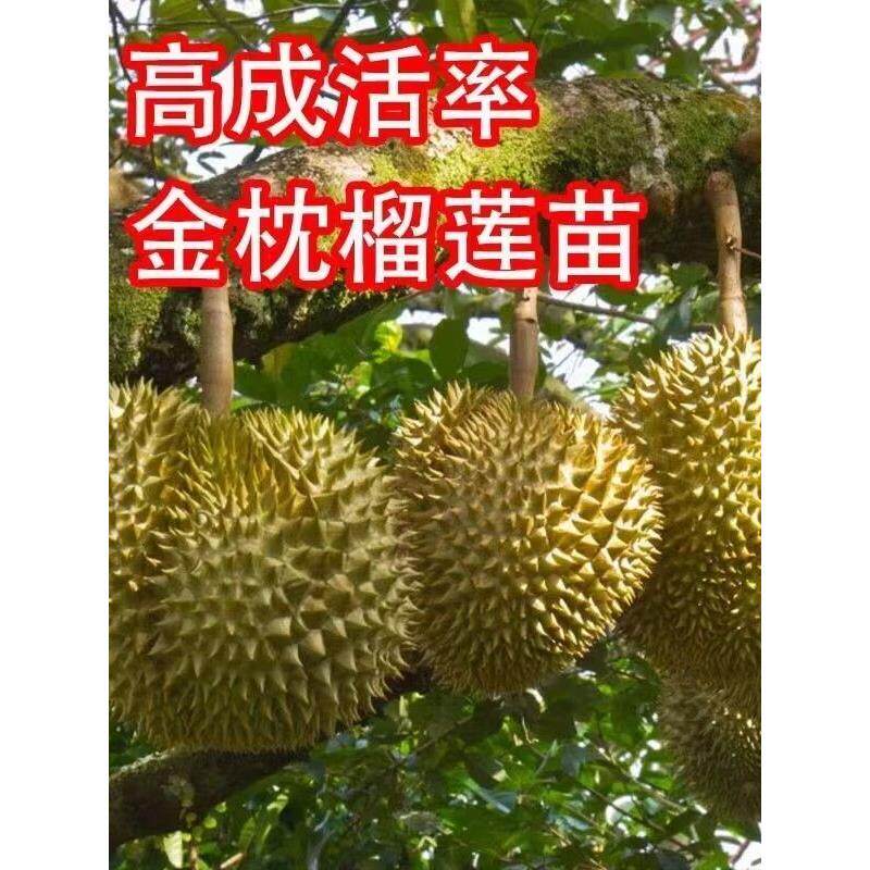 正宗嫁接苏丹王泰国金枕猫山王马来西亚红肉榴莲苗原生苗带土带叶