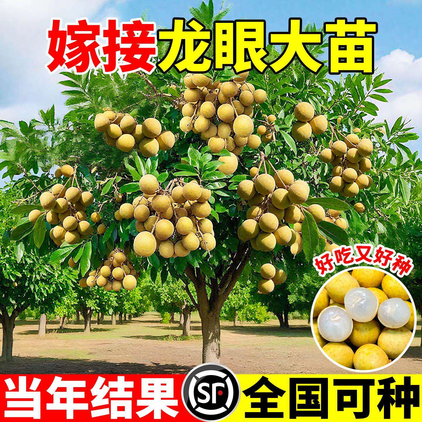 龙眼树苖嫁接盆栽水果树苗储良桂圆石硖南方四季种植当年结果地栽