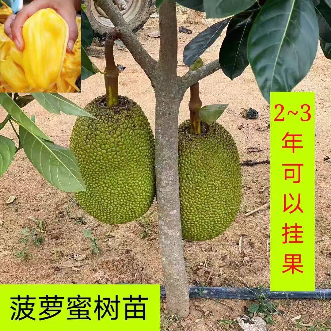 木菠萝树苗海南马来西亚1号黄肉泰国8号12号红肉干苞嫁接苗菠萝蜜