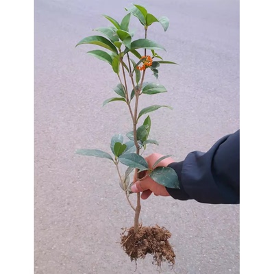 四季桂花树苗盆栽实原生桂花日香桂月桂天香台阁花佛顶珠地盆景