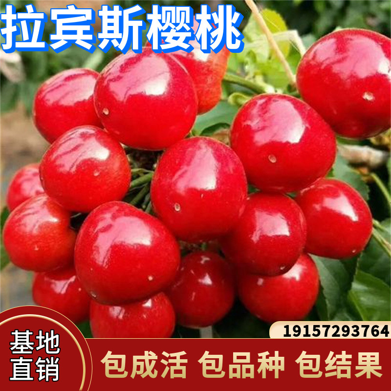 拉宾斯樱桃苗南北方庭院地载种植嫁接车厘子树苗盆栽特大当年结果