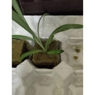 水培育苗岩棉块无土栽培蔬菜定植棉育苗基质30×30×40mm环保