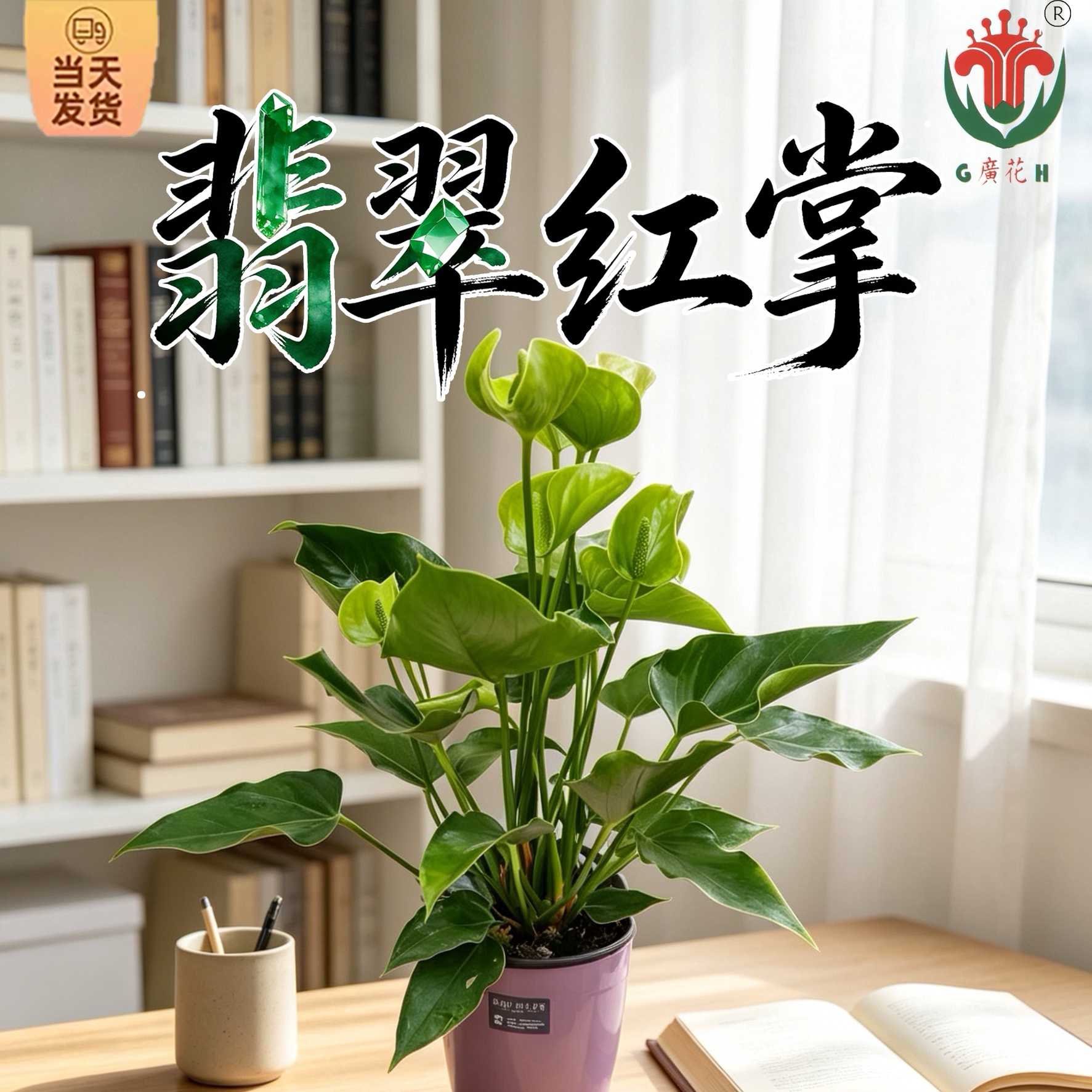 【翡翠红掌】带花发货绿色红掌彩掌四季开花室内绿植美化净化空气