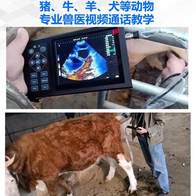 测超比猪机牛羊超机B怀孕声波超倍弗农兽孕彩孕用猪背膘仪器用检