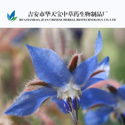 琉璃苣油 琉璃苣籽油 1公斤 Borage Oil 冷压玻璃苣籽油厂家