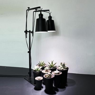 植子物补支光灯架立块根植物架桌AGA面绿植龟甲龙式龙舌兰造景爬