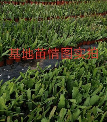 进口令箭荷花苗大花品种包活包对版落幕J宝盒瑭黄棉花糖灰鸦嗓云