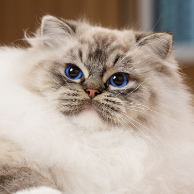 张宝彤布偶猫舍｜新脸版布偶猫宠物级猫咪活物幼崽—虎巧巧弟弟