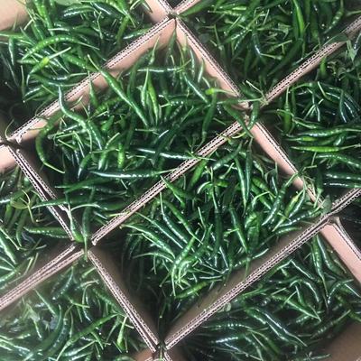 云南农家现摘青红朝天椒