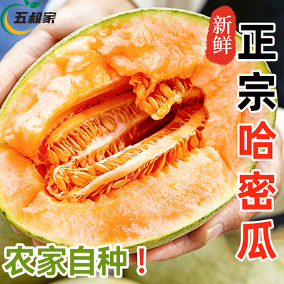 正宗哈密瓜脆香甜多汁当季新鲜水果整箱包邮现摘网纹瓜西州蜜瓜