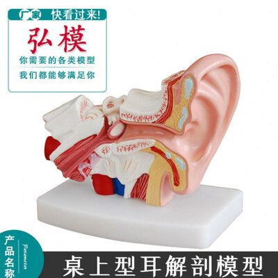 ,耳耳用品外解剖耳朵弘、型、桌上,模中模具模型耳耳教具内耳模型