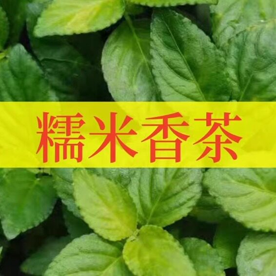 糯米香茶可食用多年生香草植物盆栽克拉香草糯米芳香泡水煮茶