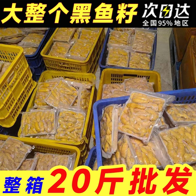 新鲜黑鱼籽商用鱼卵鱼蛋鱼籽鱼杂鱼油鱼杂火锅整箱批发无冰水
