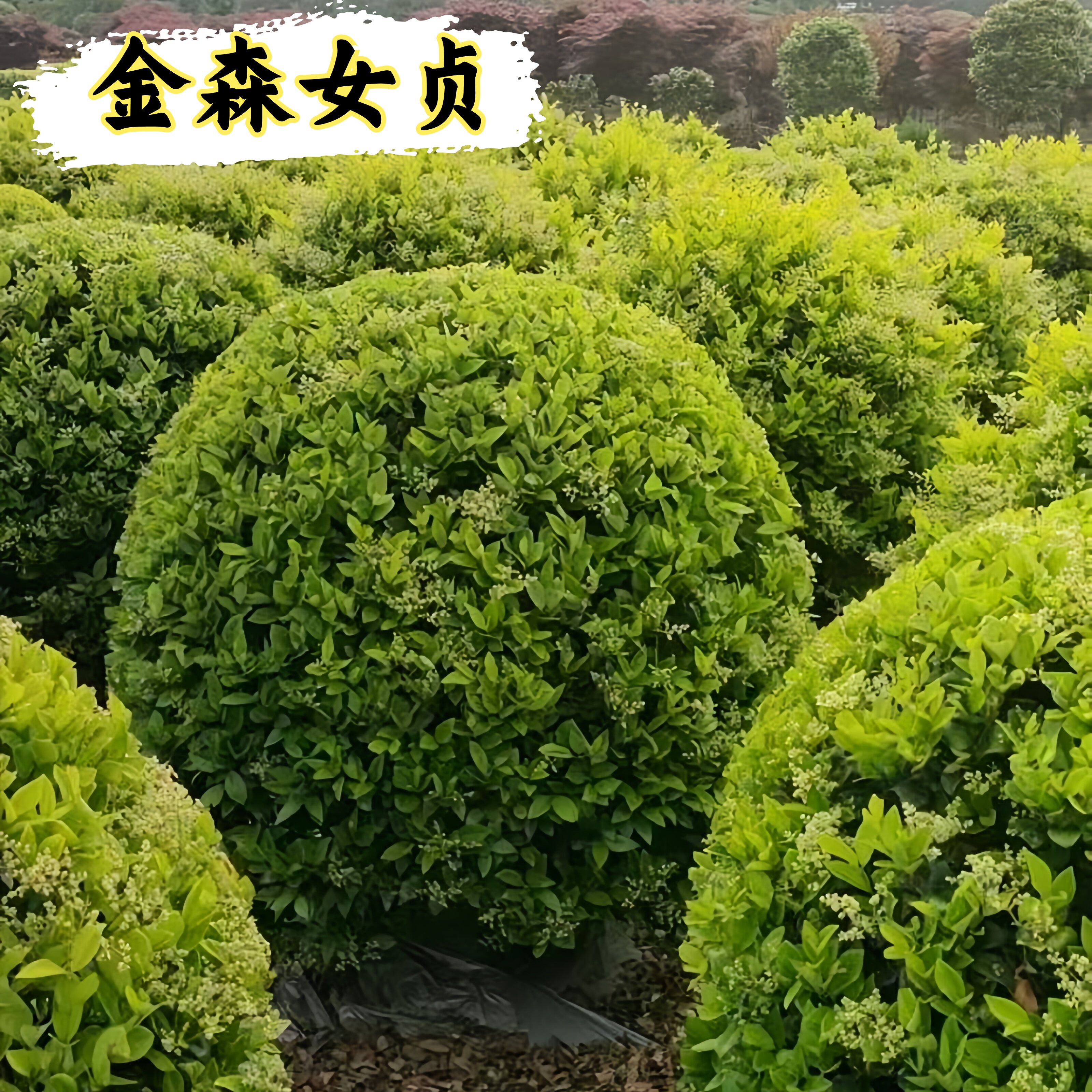 耐寒耐旱金森女贞球树苗庭院绿化球形树四季常青耐寒金森女贞球苗