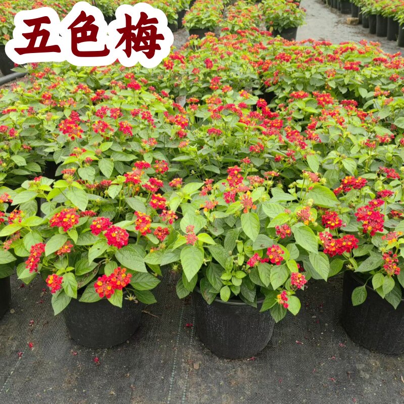 五色梅盆栽耐热耐晒阳台庭院花园植物五色梅棒棒糖四季花卉马樱丹