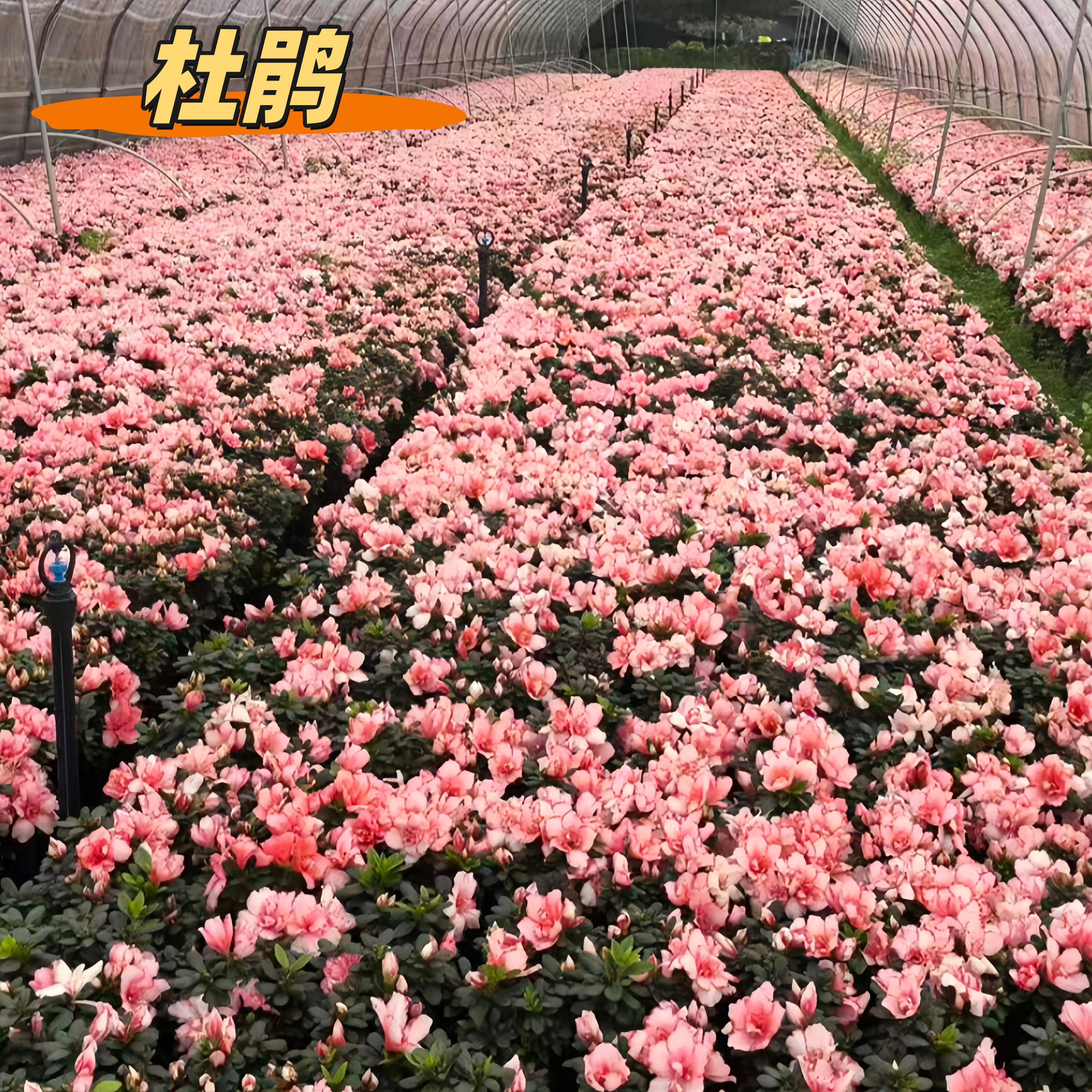 杜鹃花盆栽花卉植物室内四季阳台开花鲜花带花苞树苗绿植好养易活