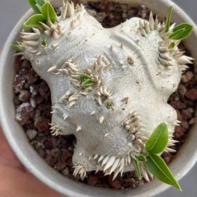 魔界玉 pachypodium makayense块根多肉植物盆