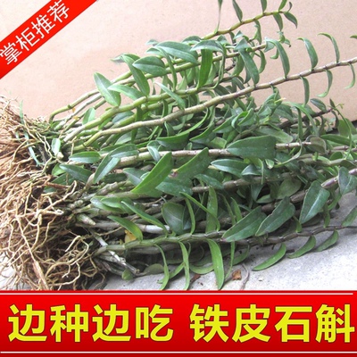 可食用铁皮石斛苗盆栽5一7月花季