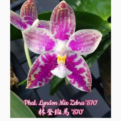 玛丽娅兰园趣味蝴蝶兰林登斑马花卉绿植盆栽