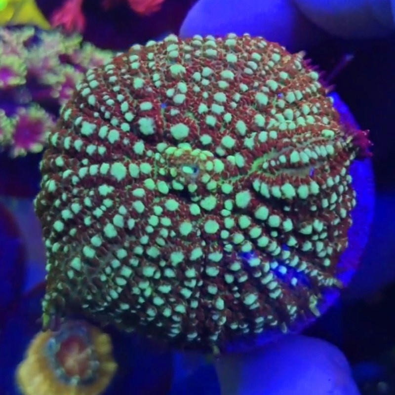 菇珊瑚 软体海缸珊体活瑚荧光绿菇金菇红属ro菇易养耐活新手珊瑚