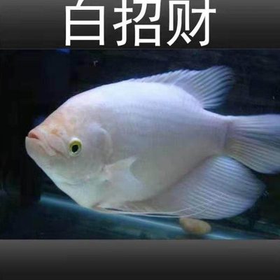 招财鱼战船活鱼正宗红眼白招财鱼中大型热带观赏鱼起头古代战船鱼