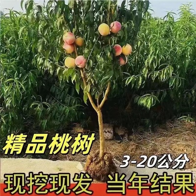 特大桃树果苗带土嫁接水蜜桃