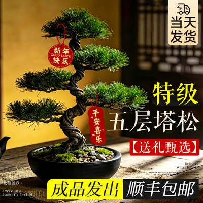 五层塔松乔迁送礼送长辈送领导