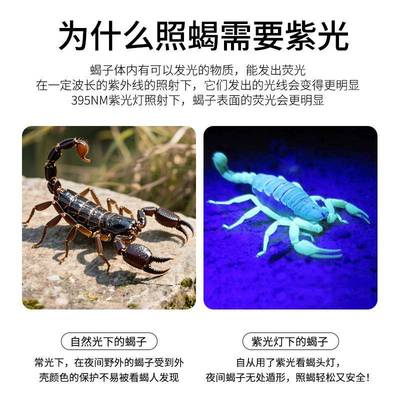 2025新款照蝎子灯光紫光专用CY03灯超亮充强电式便携超长续航率大