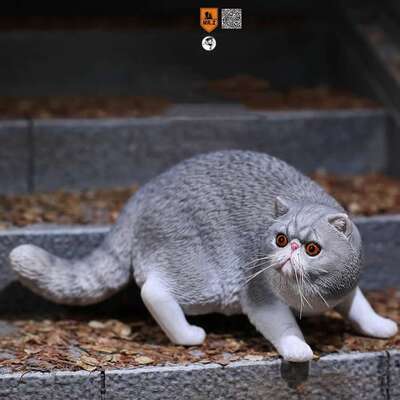 MrZ新款现货直属异国短毛猫加菲猫仿真宠物猫模型可爱动物摆件