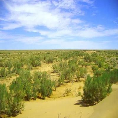 抗旱固沙种子梭梭树种籽 毛条种子培育肉苁蓉的好树木沙漠先锋