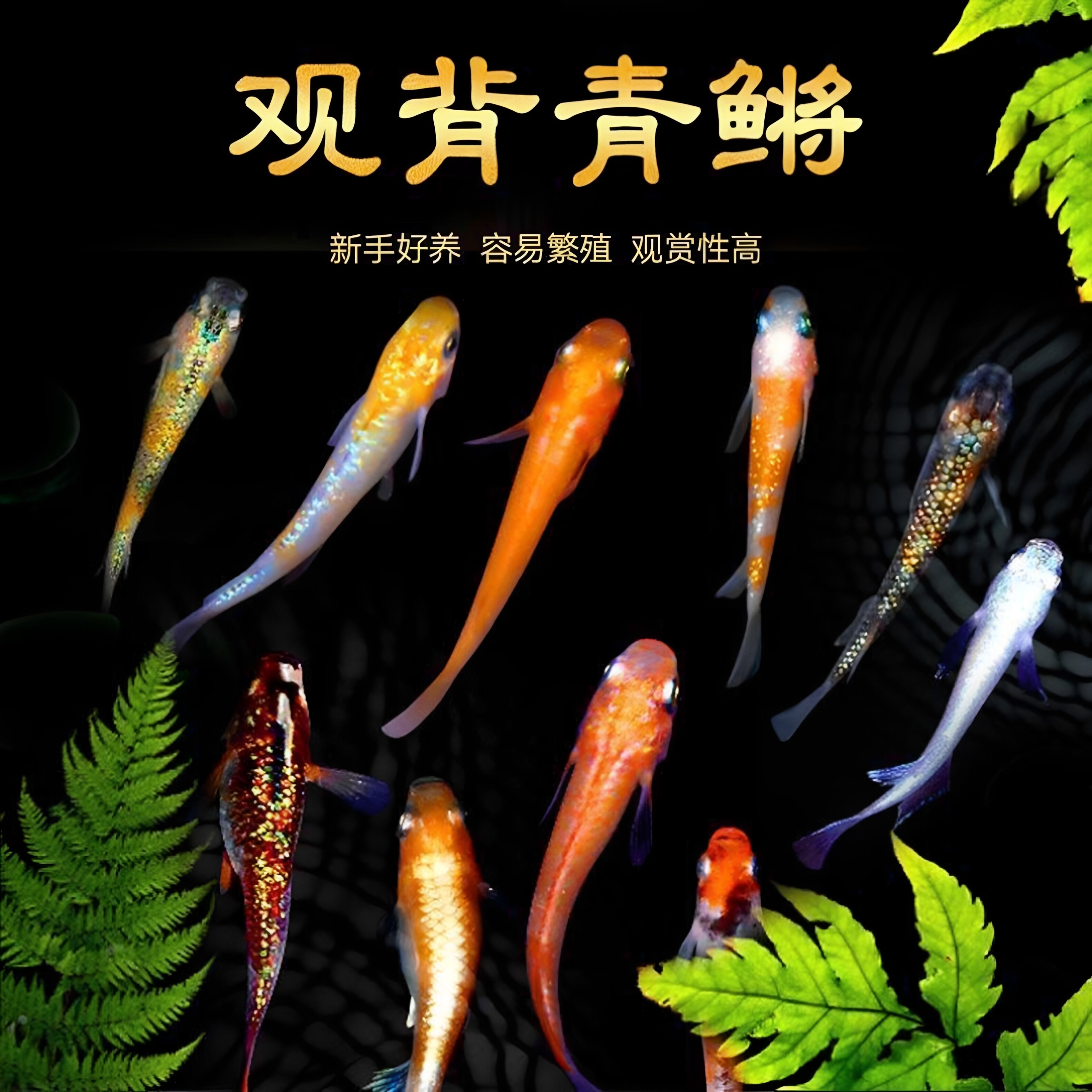 不打氧气不用过滤除油膜观背青鳉鱼小型冷水观赏鱼耐活好新手养鱼