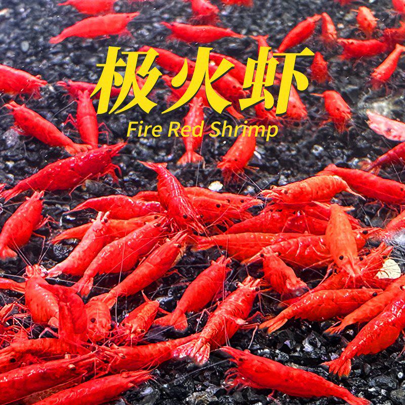 观赏虾七彩品种混养好养耐活鱼缸除藻清洁虾新手养殖蓝丝绒虾好养