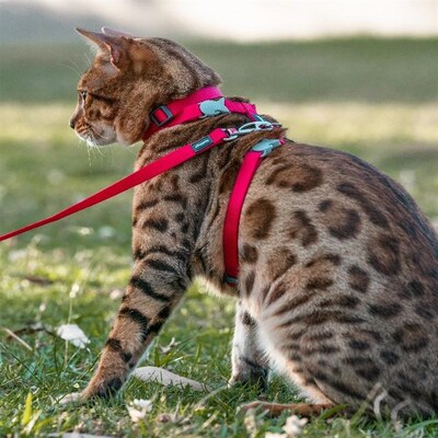 QZee猫咪牵引绳胸背套装瑞鼎RedDingo防挣脱遛猫宠物英短不勒脖