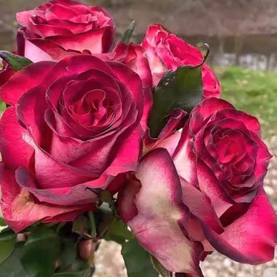 沙皇/阿巴苏达 月季花苗切花复古大花庭院阳台盆栽勤花花卉