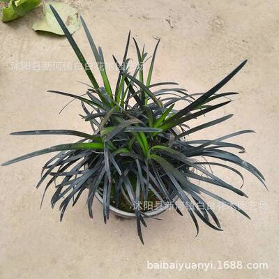 麦冬草园黑麦冬黑色植栽物沿观阶草赏草花调色花031201境素材盆组